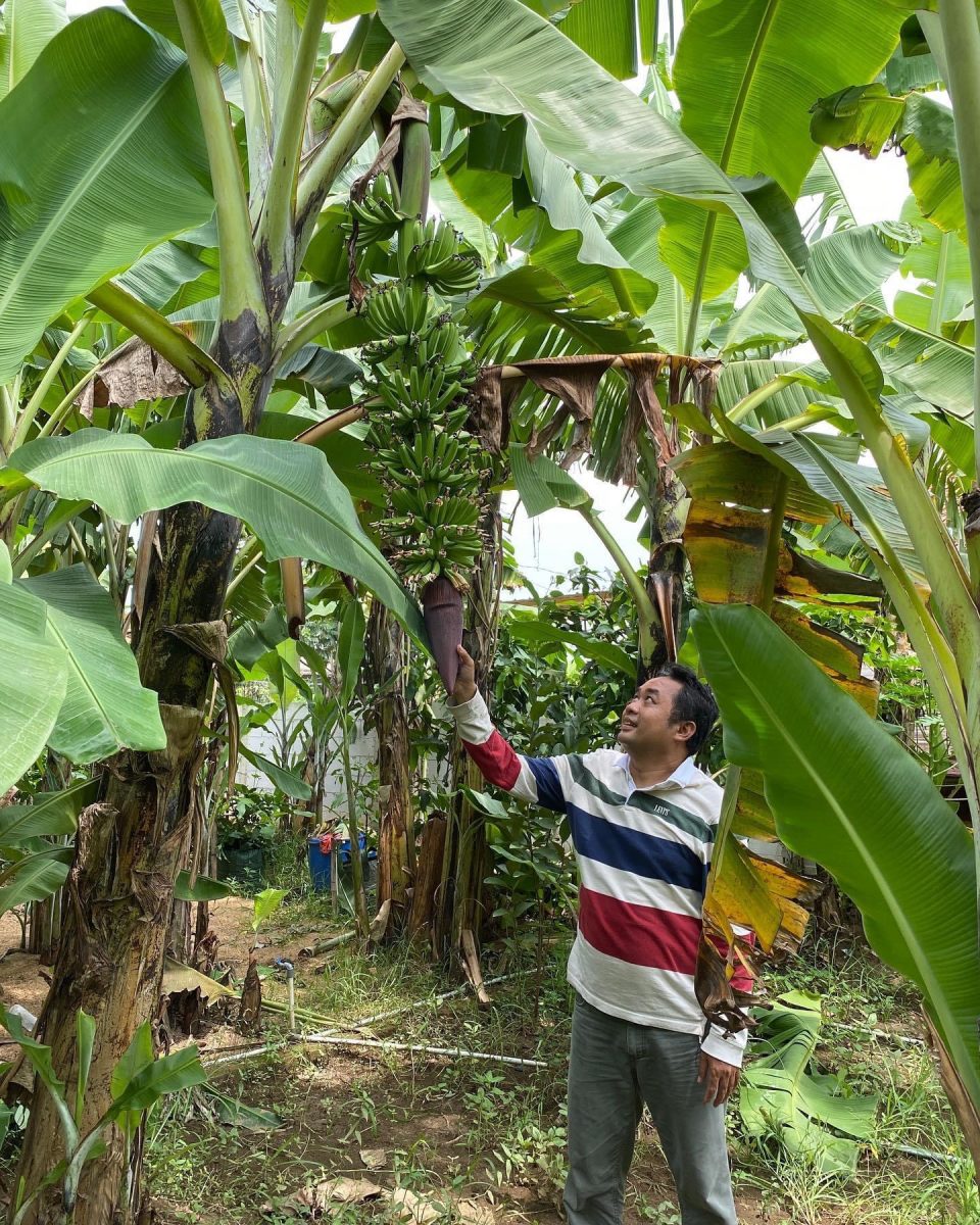 Kebun Pisang Barangan dan Ambon Kuning – Blog Vavai