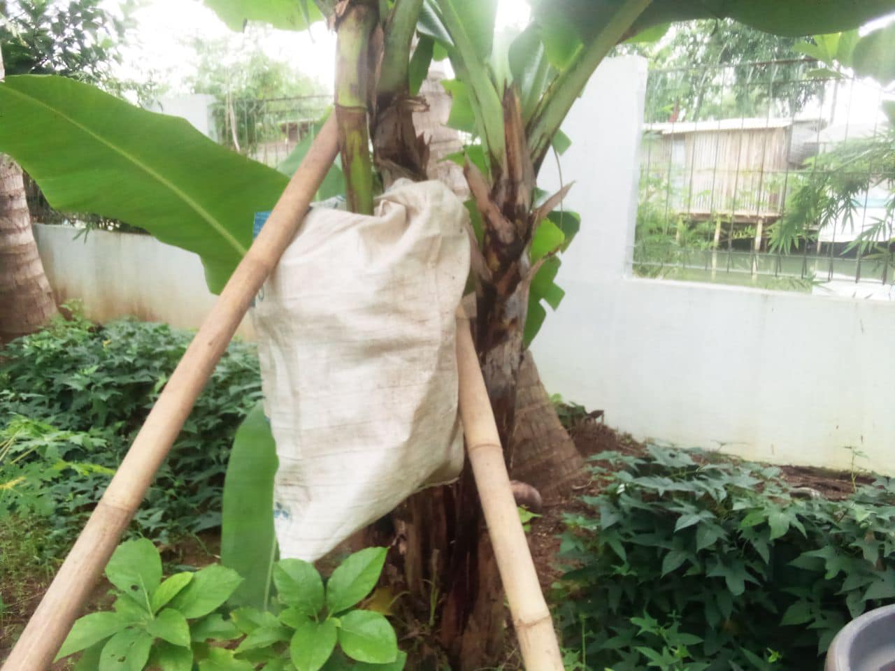 Pisang Matang di Pohon – Blog Vavai