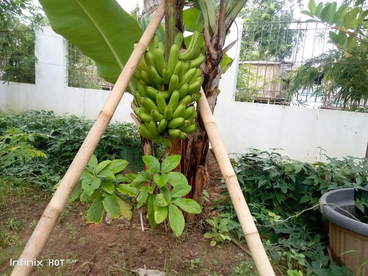 Pisang Matang di Pohon – Blog Vavai