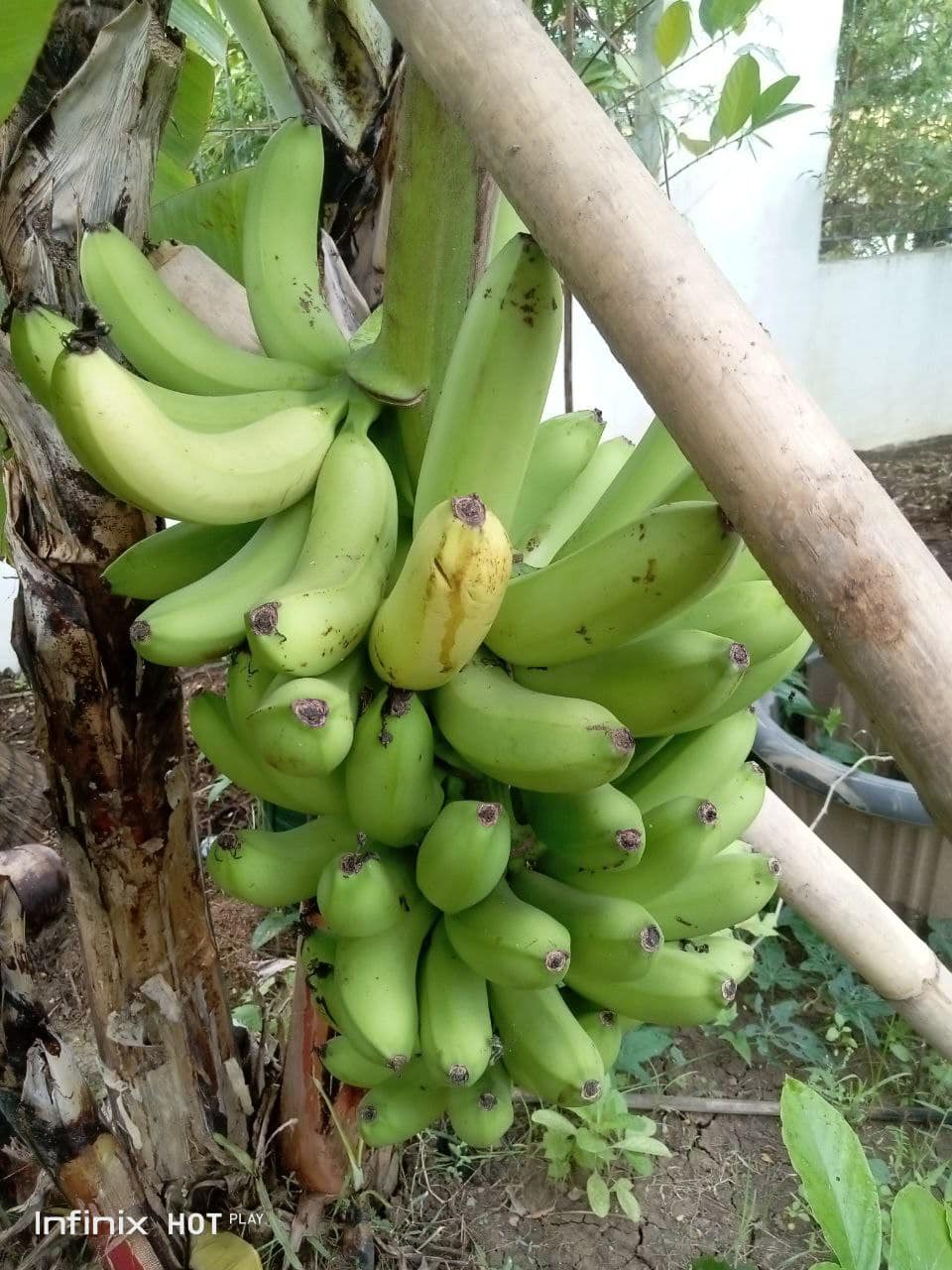 Pisang Matang di Pohon – Blog Vavai