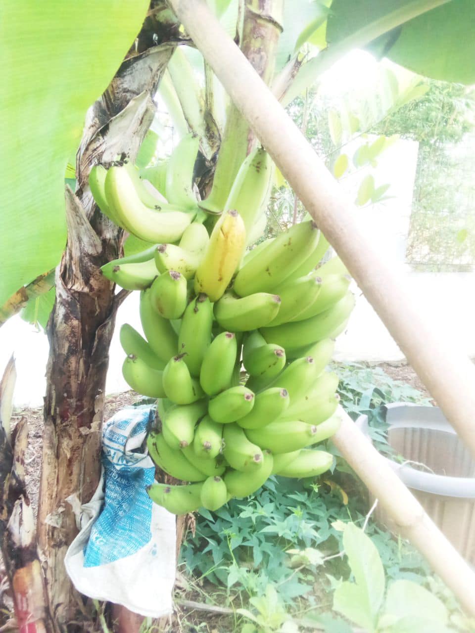 Pisang Matang di Pohon – Blog Vavai