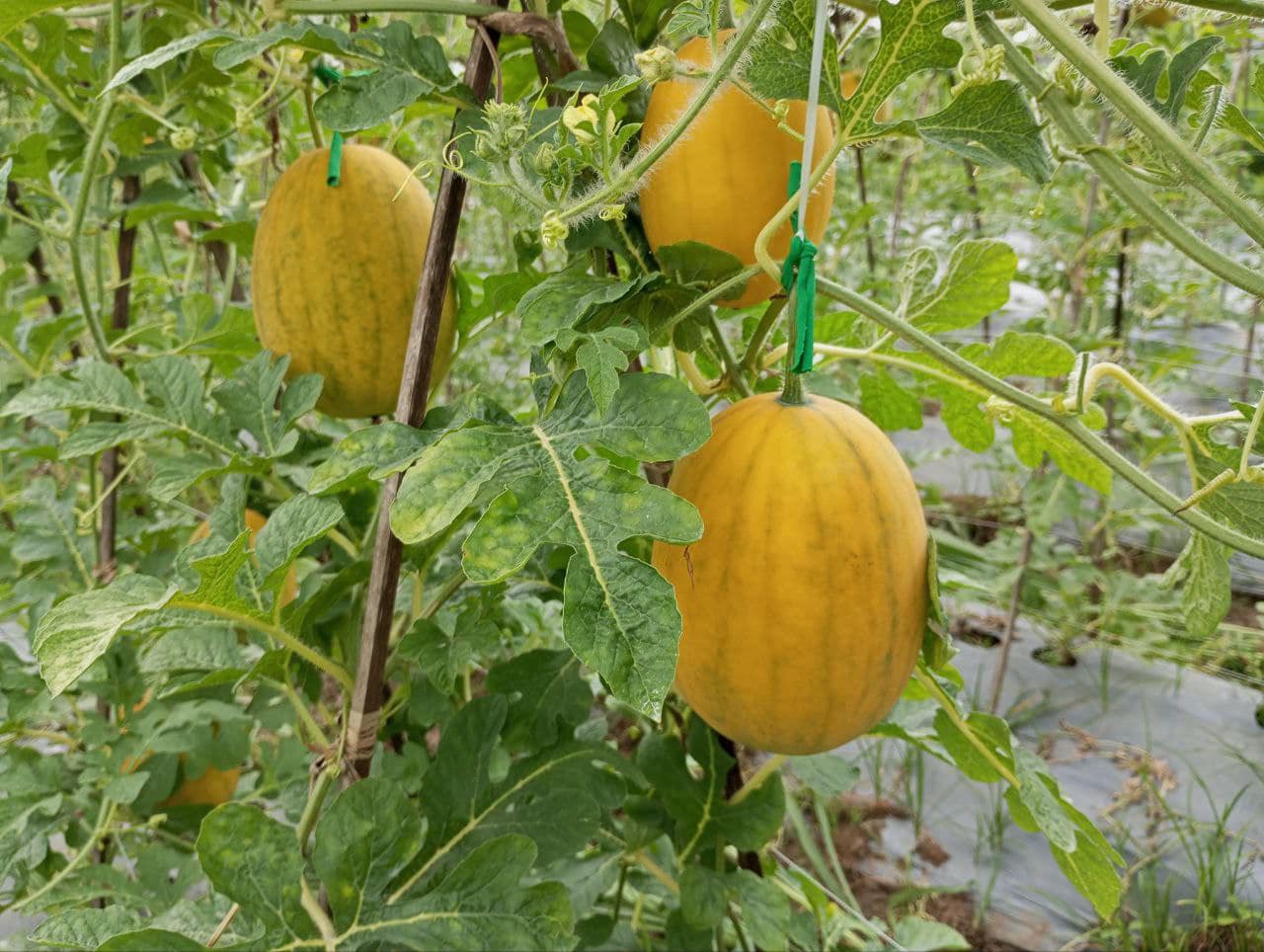 Tips Perawatan Semangka Kuning (Semangka Golden) – Blog Vavai