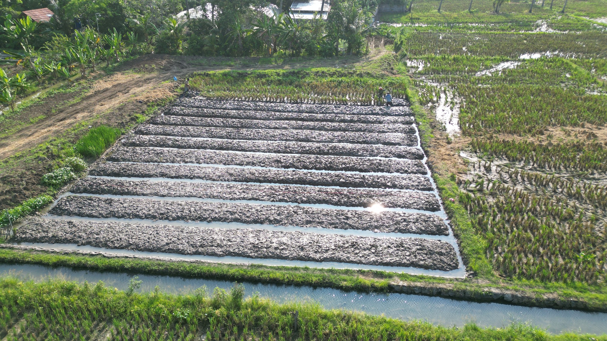 Tanaman Padi untuk Bibit – Blog Vavai